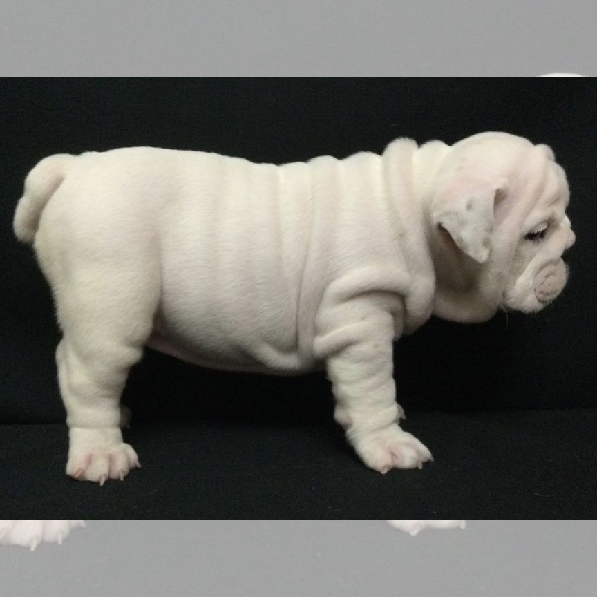 Английский бульдог, щенок