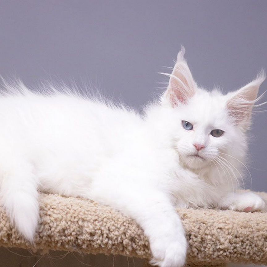 Мейн-кун котёнок