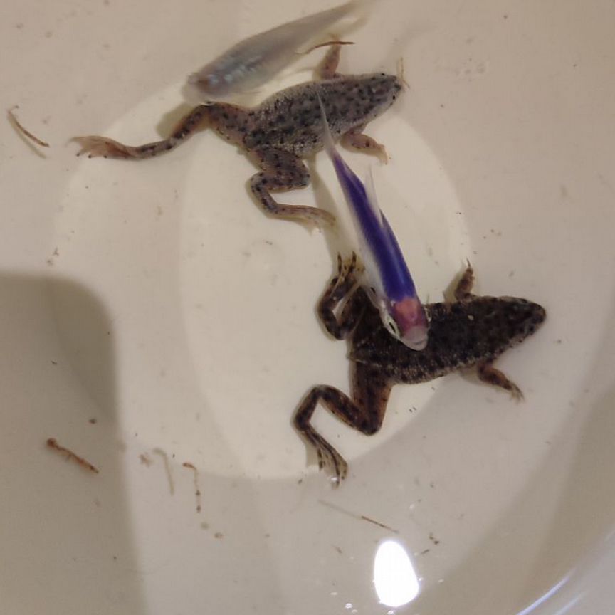 Гименахирус лягушки и рыбки