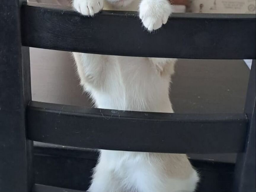 Котенок в добрые руки бесплатно