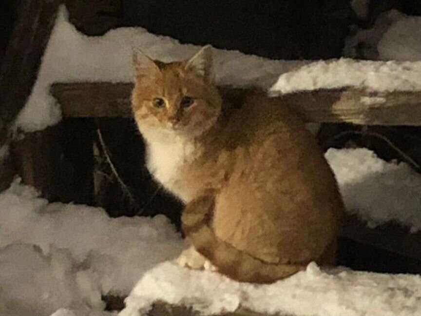 Ласковому котёнку со стойки нужен дом
