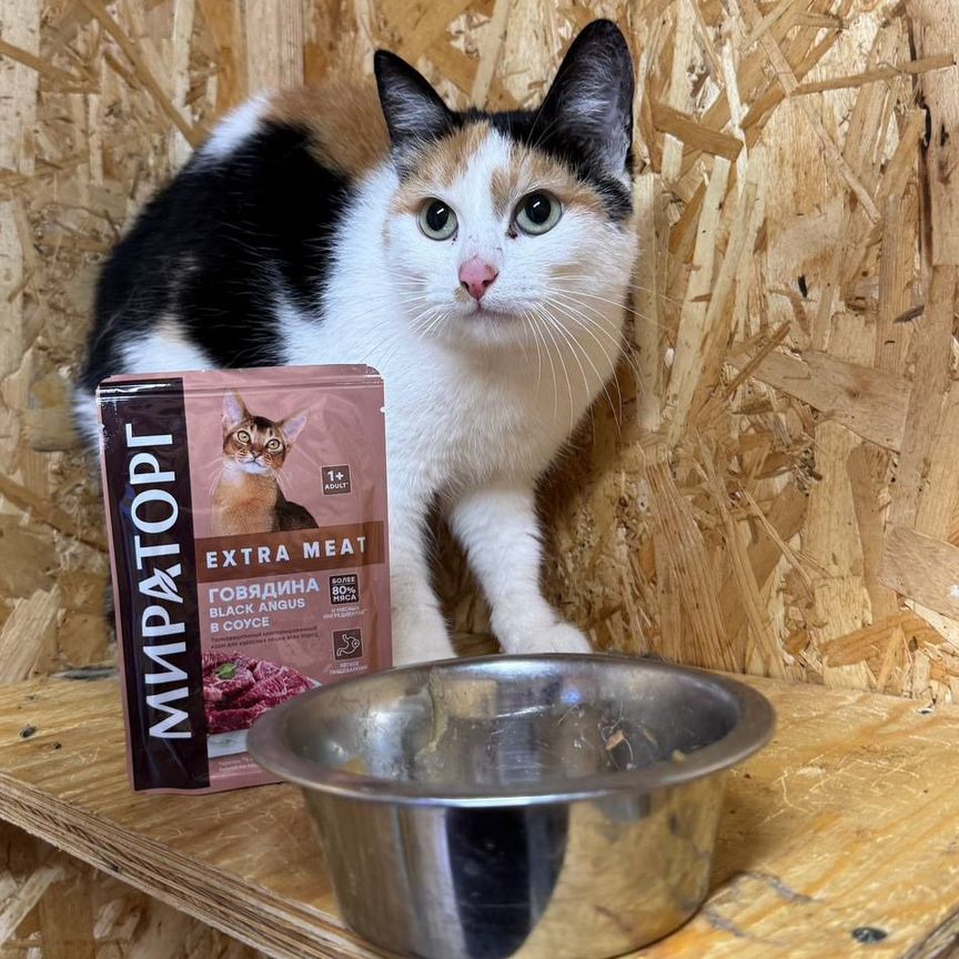 Взрослая, Девочка кошка в добрые руки