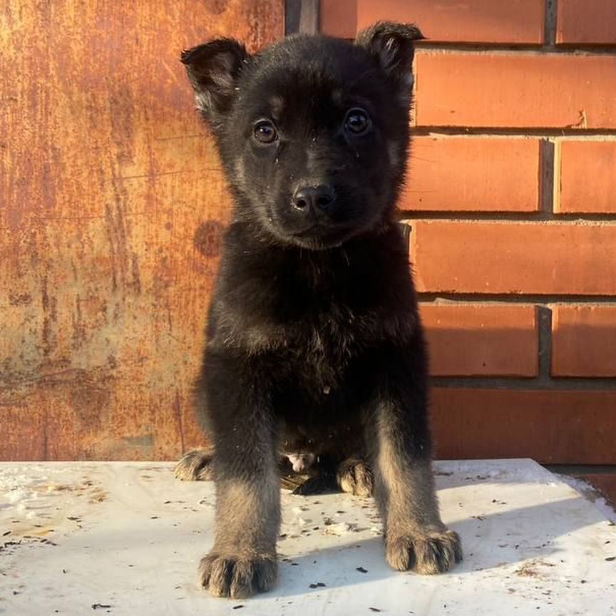 Восточноевропейская овчарка, щенок