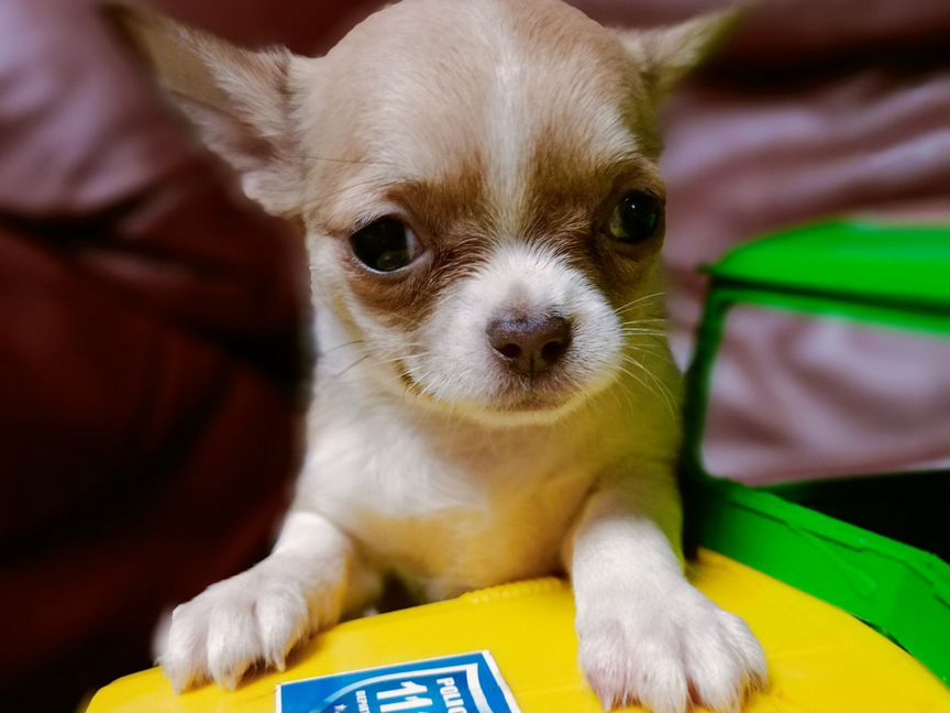 Мини мальчик чихуахуа с документами