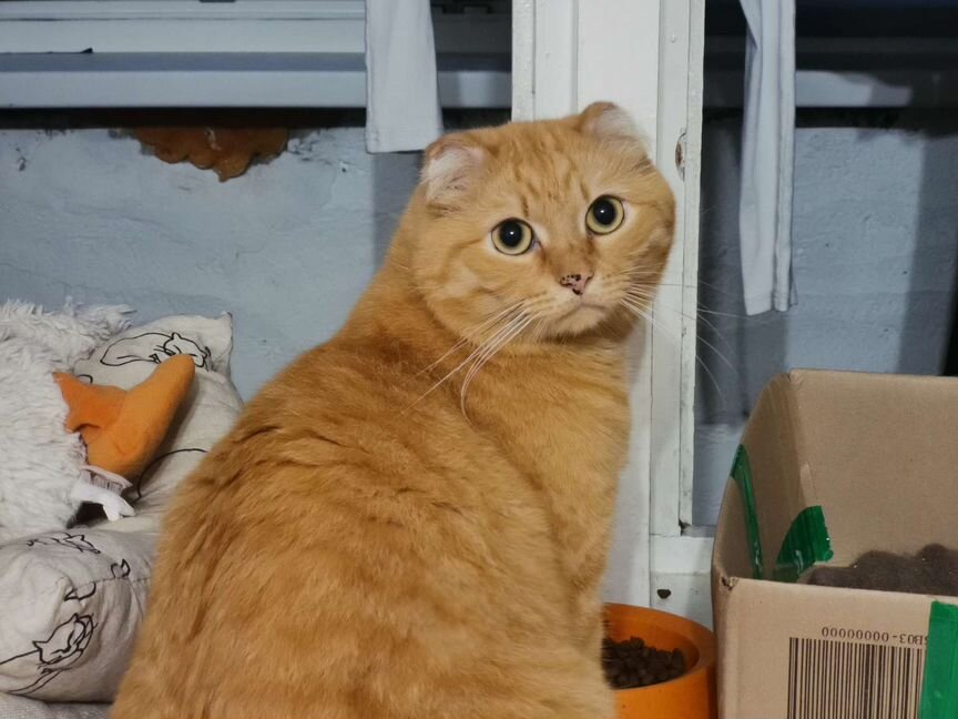 Кот