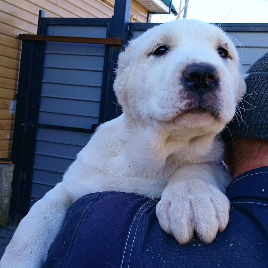 Среднеазиатская овчарка, щенок