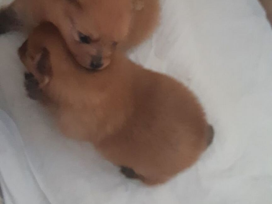 Щенки шпица