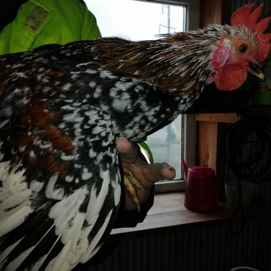 Петух Бентамка