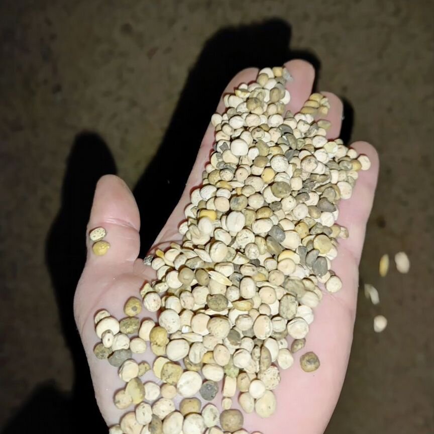 Горох фуражный