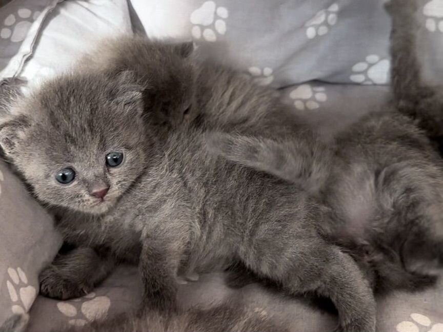 Шотландские вислоухие котята