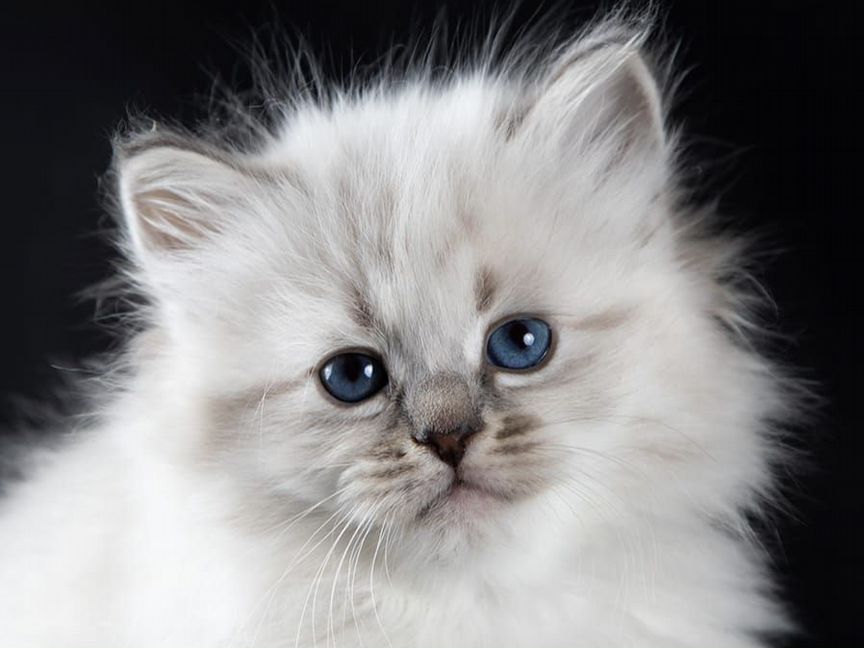 Невский маскарадный кот