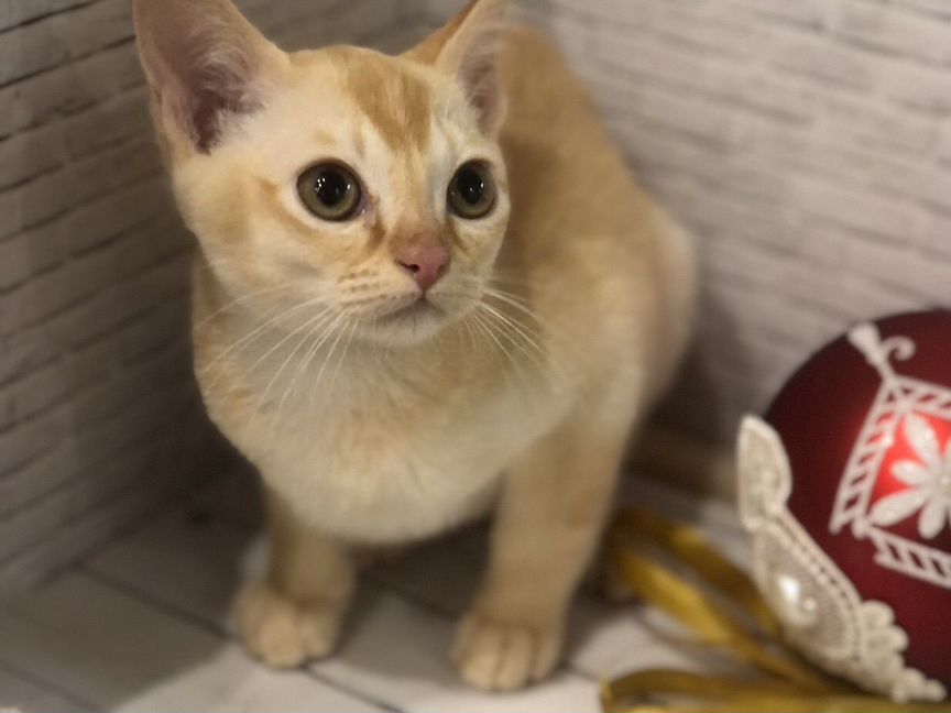 Бурманский красавчик