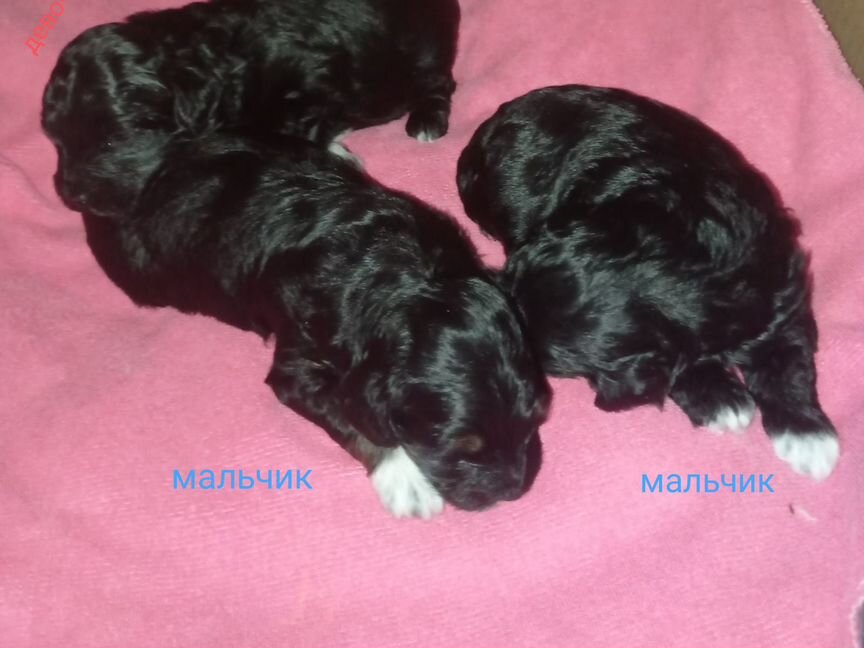 Щеночки