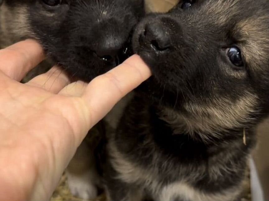 Щенок мальчик