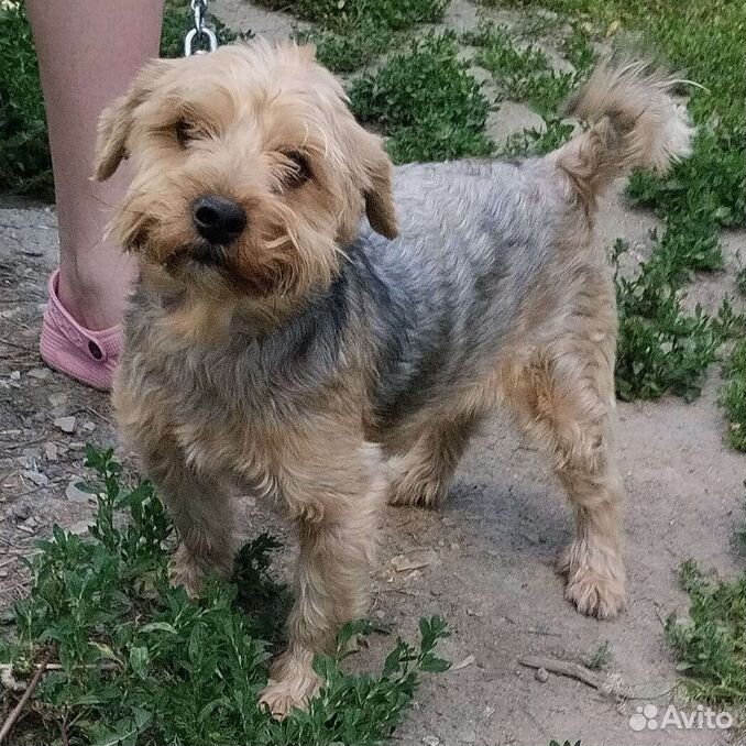 Кобель помесь йорк Боник