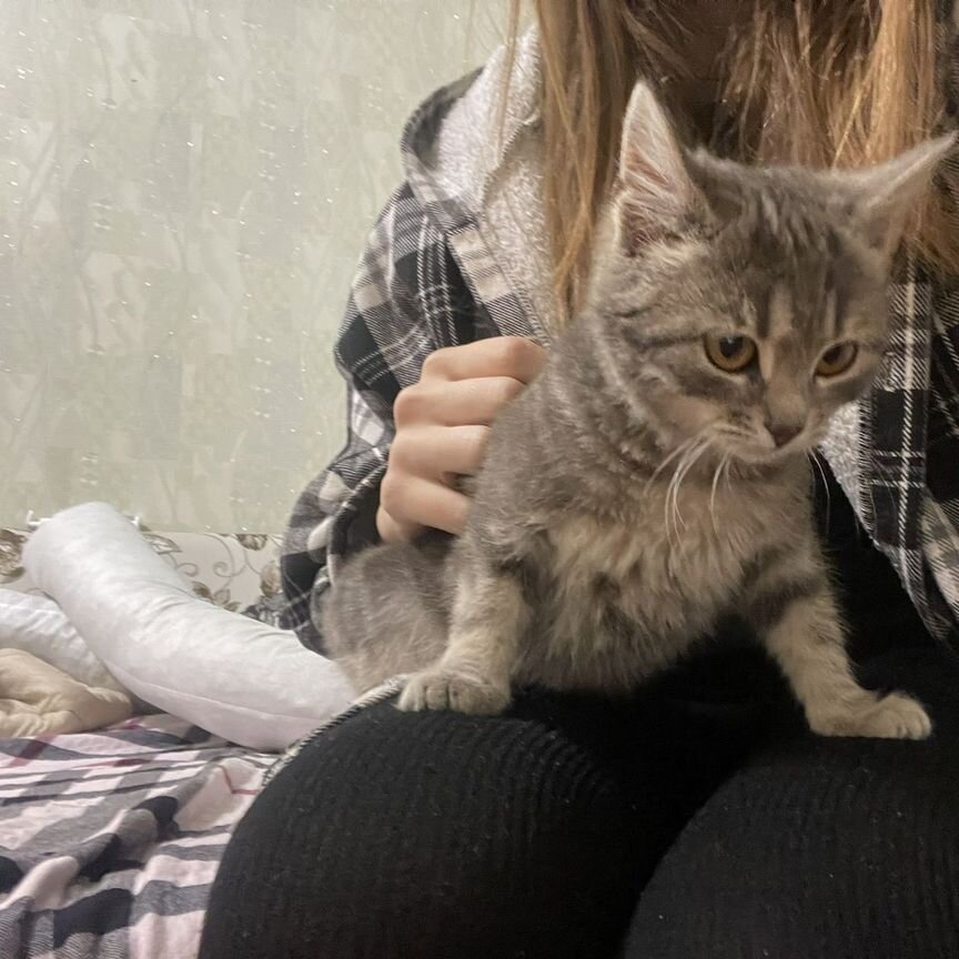 Кошка