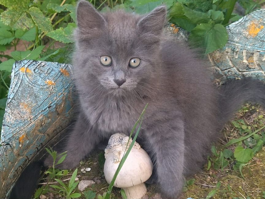 Котята Тиша и Тася