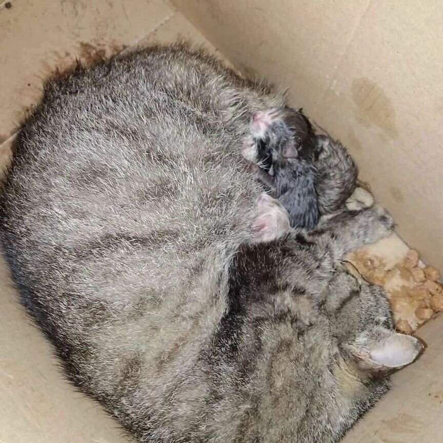 Кошечка с котятами