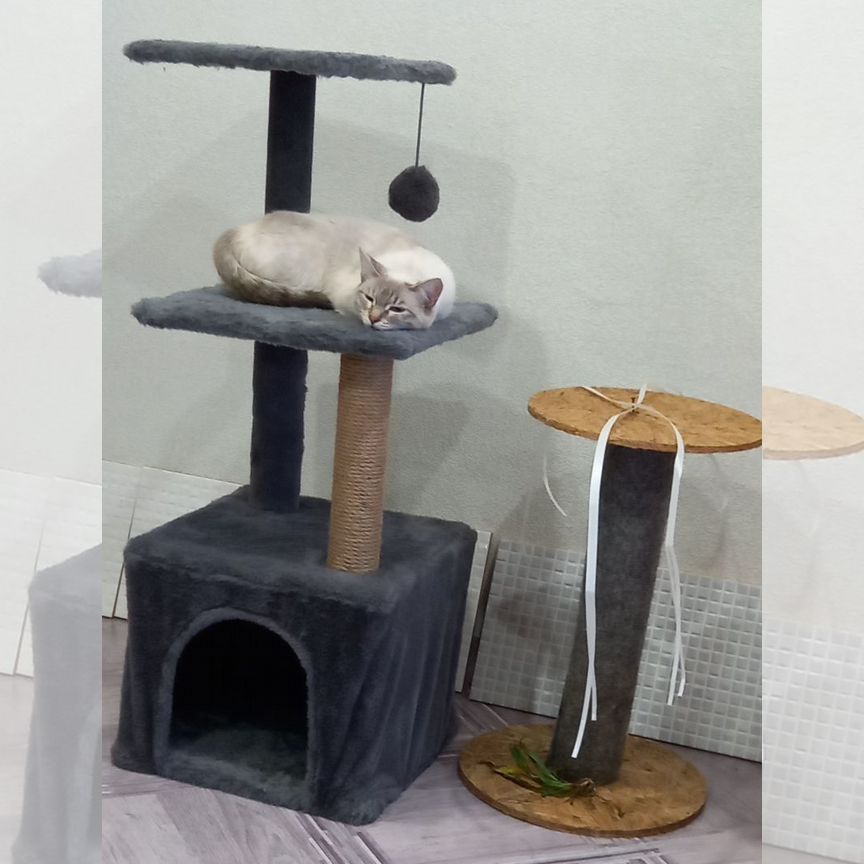 Сиамская, взрослая кошка