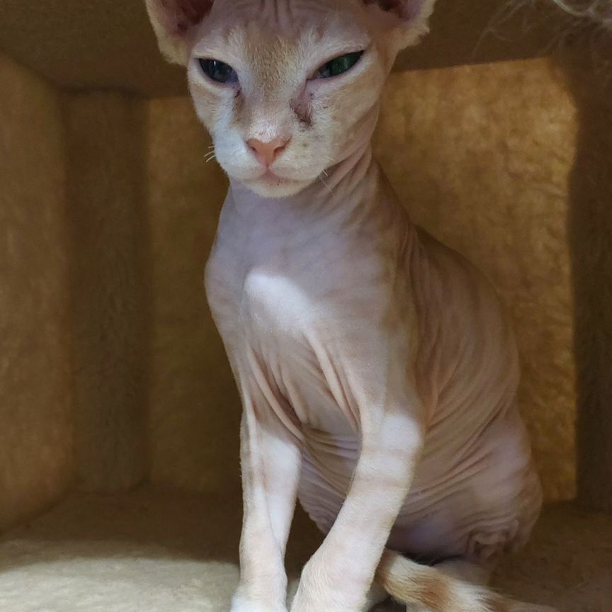 Отдам в добрые руки сфинкс мальчик