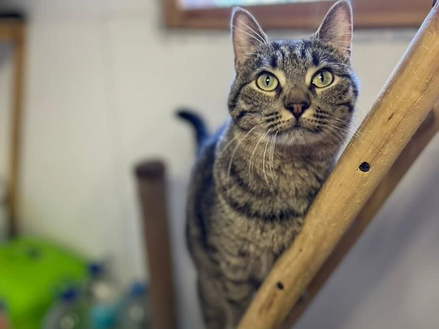 Котик из приюта подарит счастье