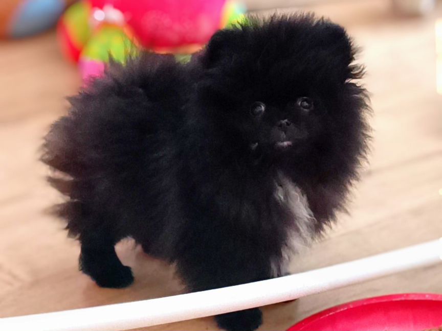 Чёрный кардинал. Рассрочка