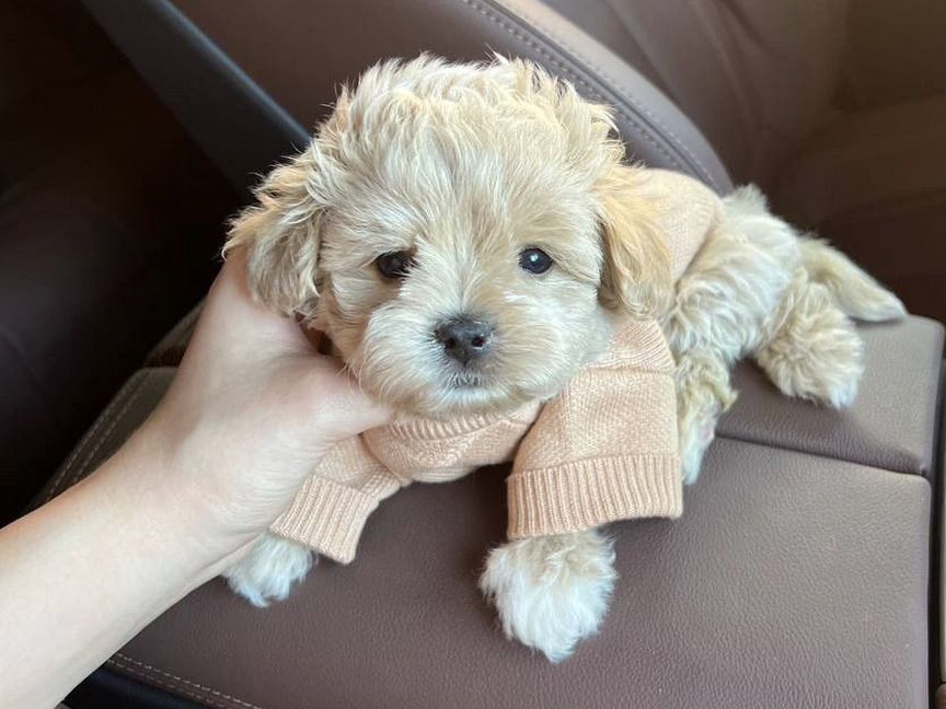 Мальтипу F1 mini щенок