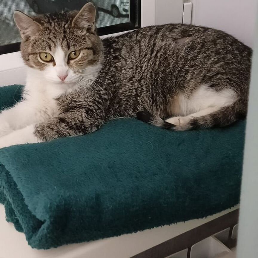 Отдам в добрые руки