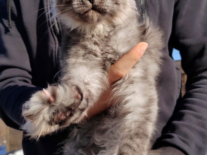 Кошка дымуля