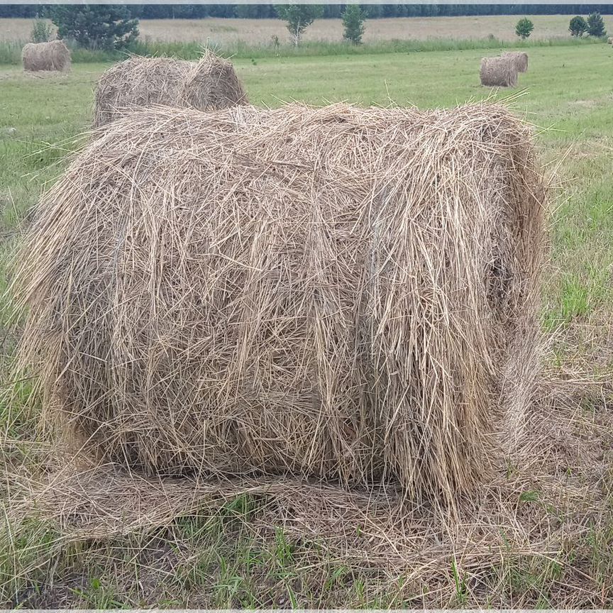 Продам сено в тюках