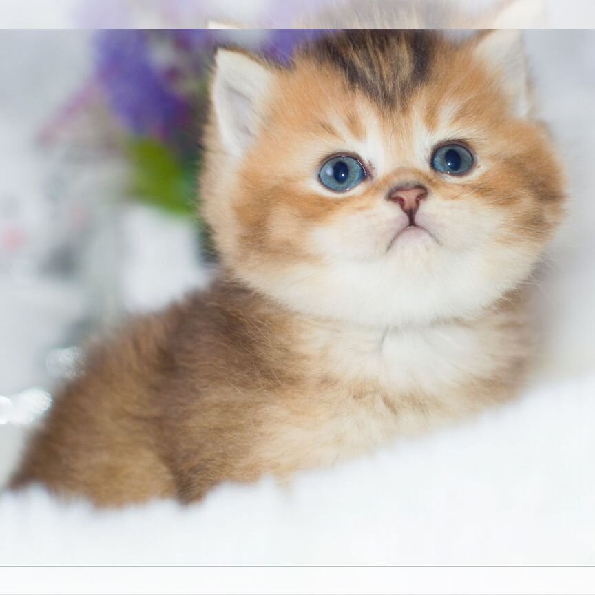 Шикарный мальчик scottish-straight ny25