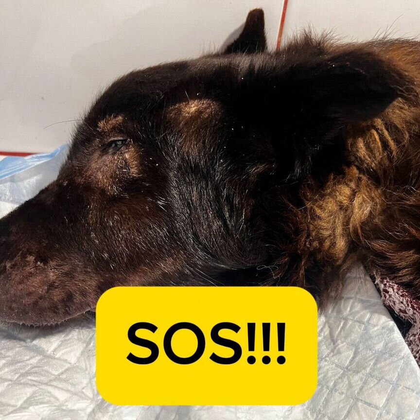 Взрослый пёс в добрые руки