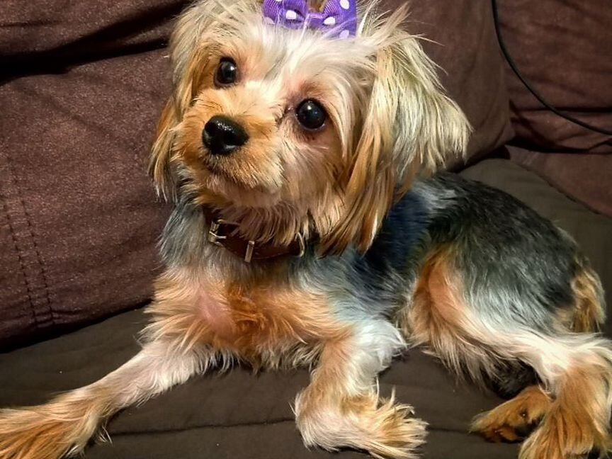 Йоркширский терьер