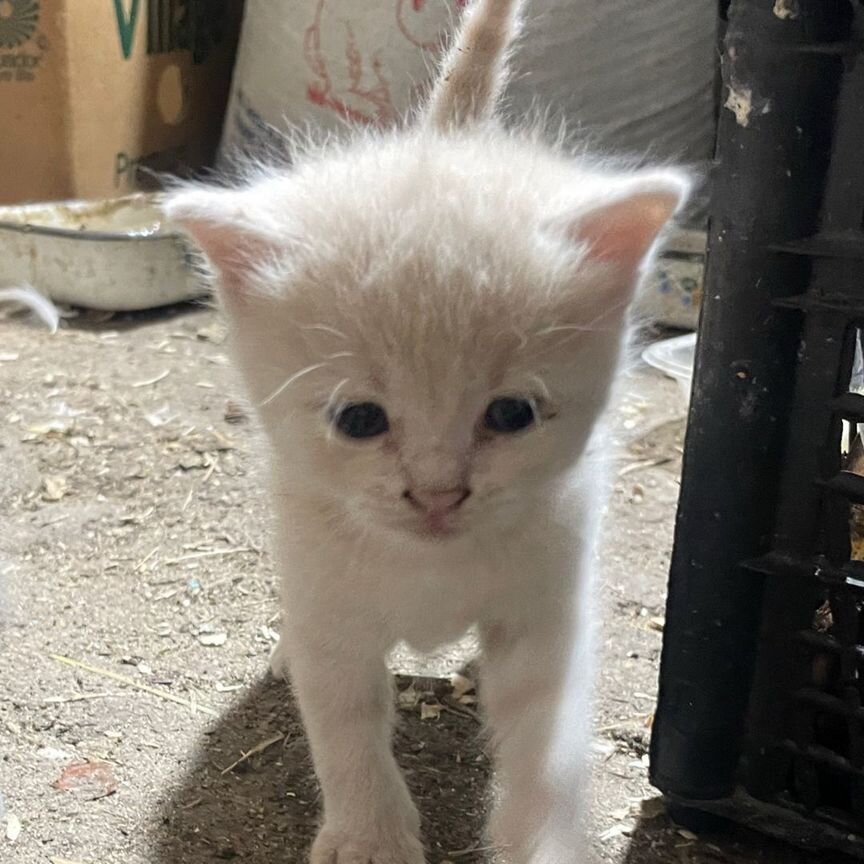 4 маленьких котят ждут новый дом