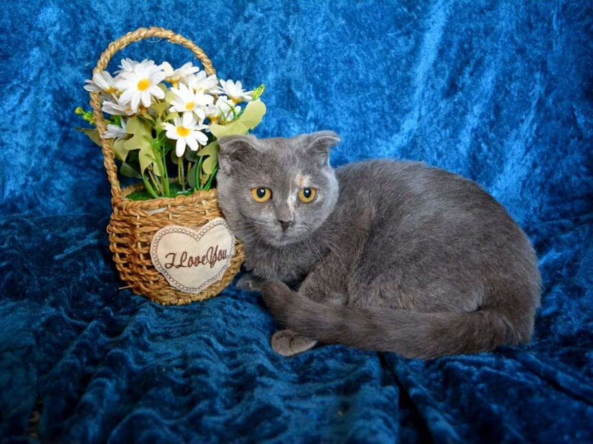 Шотландская плюшевая красотка