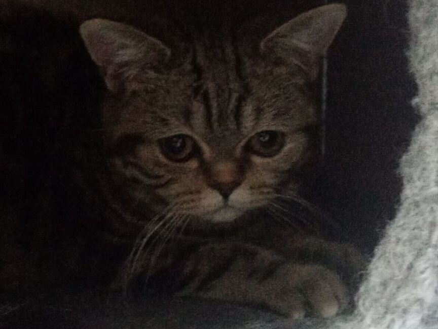 Британская кошка, породистая
