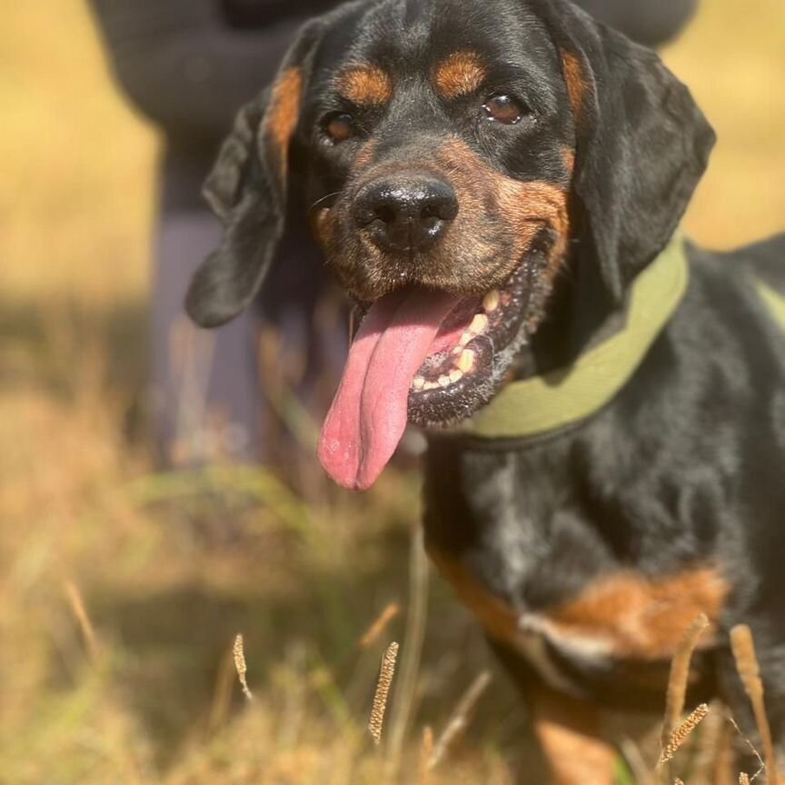 Со ака в добрые руки