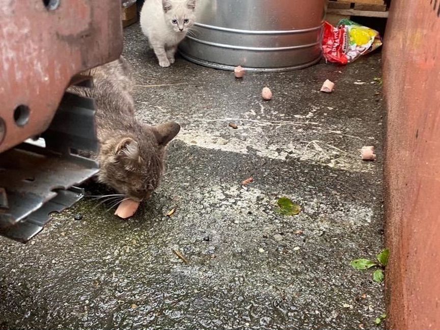 Котят и кошку отравят, нужен дом, передержка