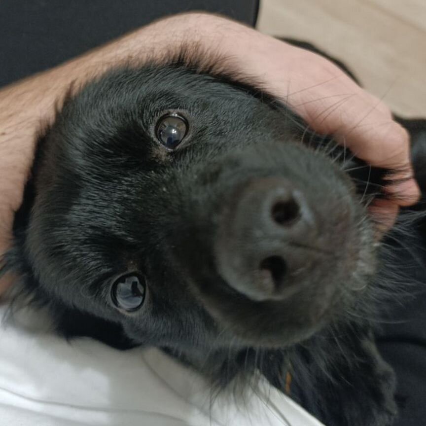 Взрослый пёс в добрые руки