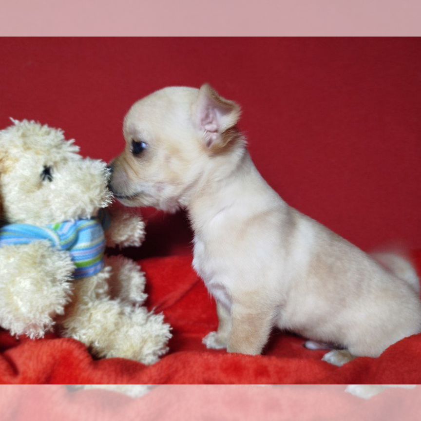 Чихуахуа, щенок