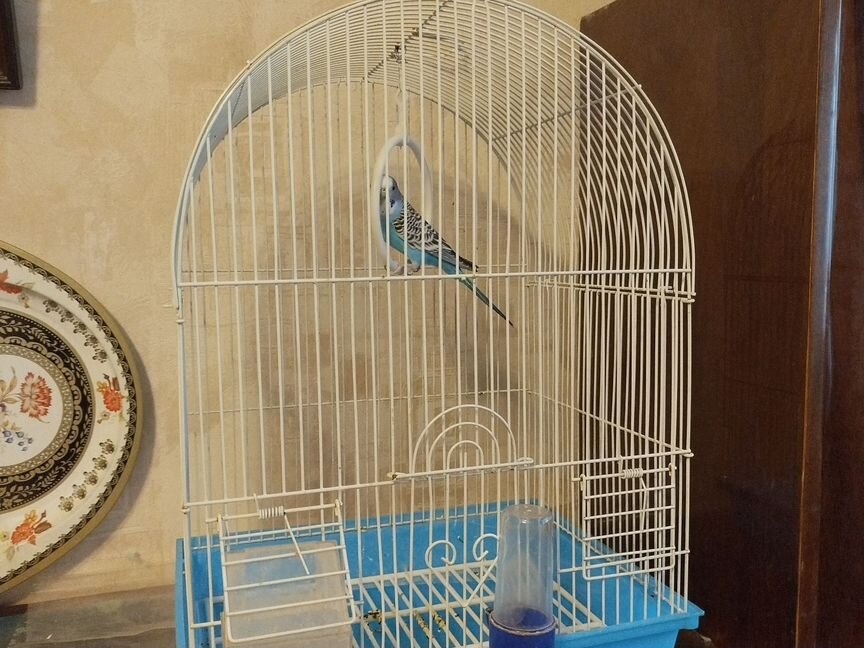 Попугай австралийский волнистый Гоша