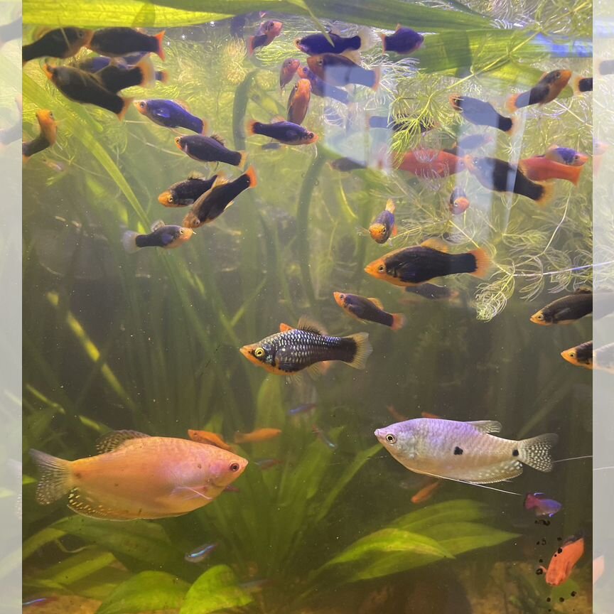 Пецилия гавайская берлинская. Цена за 1 штуку