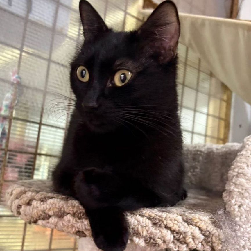 Кошечка Ночка очень нуждается в доме