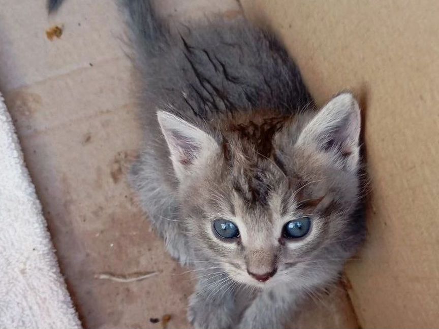 Котенок девочка