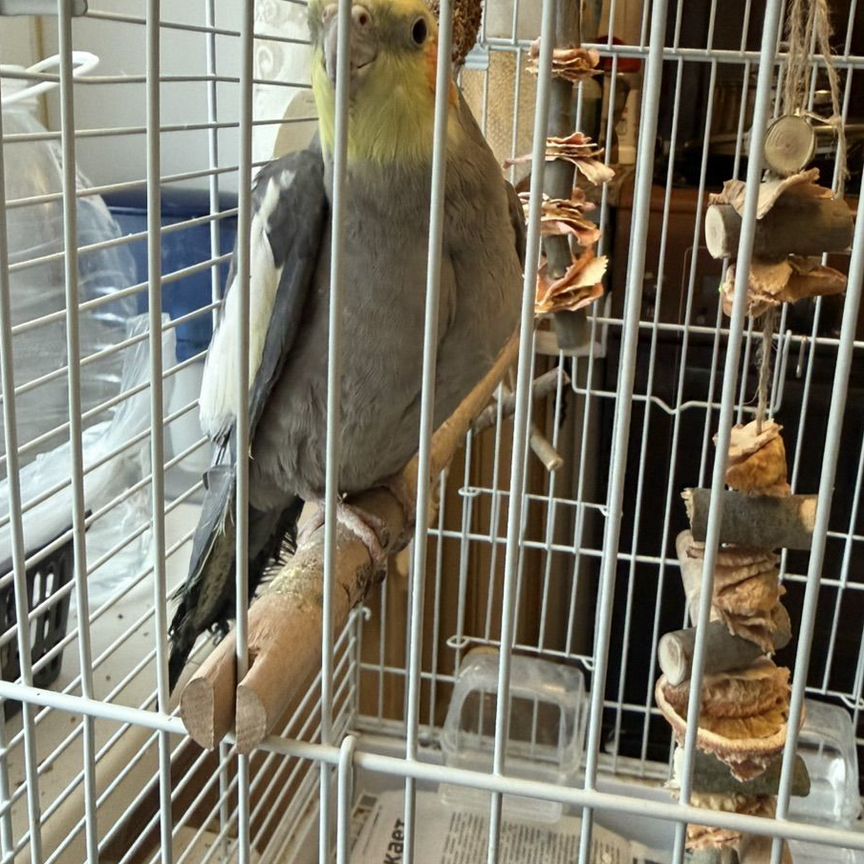 Попугай корелла с клеткой