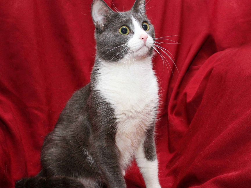 Кот ищет дом