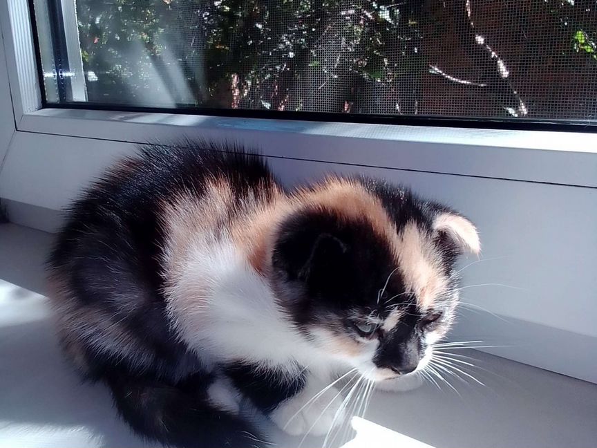 Очаровательные котята бесплатно