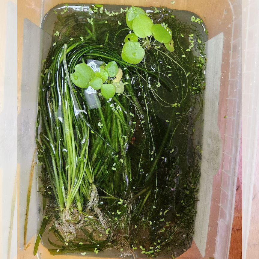 Аквариумное растение