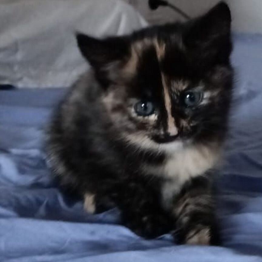 Трехцветная девочка