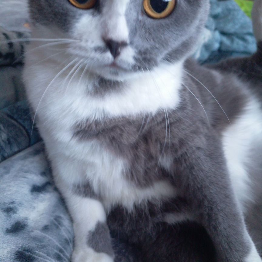 Шотландская вислоухая короткошёрстная, взрослая кошка